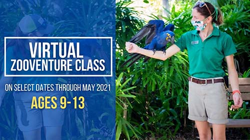 virtual zoo class - Sanford 365